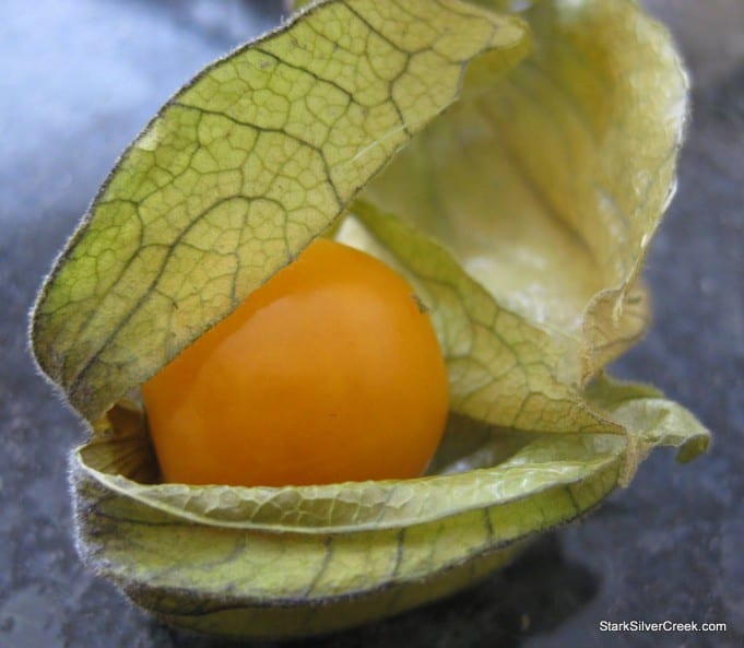 Physalis: Discovering an 'exotic fruit' that adds pop to any salad ...