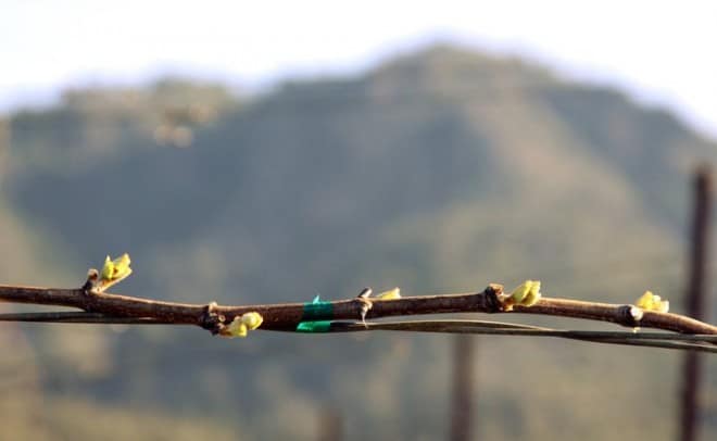Wine News: Bud break in Napa and Sonoma | Stark Insider