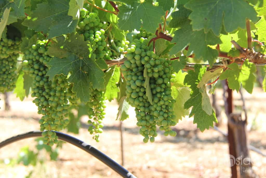 Travel Idea: Sail away to Napa Valley with America's Cup | Stark Insider