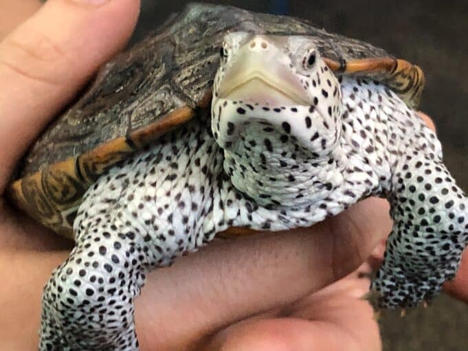 Fabulous Two-fer Girlfriend Getaway to Florida’s Historic Coast Part 2 ...